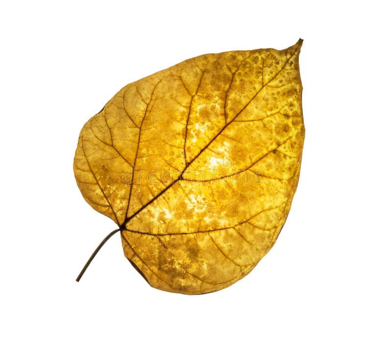 Hoja Seca Aislada Del Tilia Foto de archivo - Imagen de tema ...