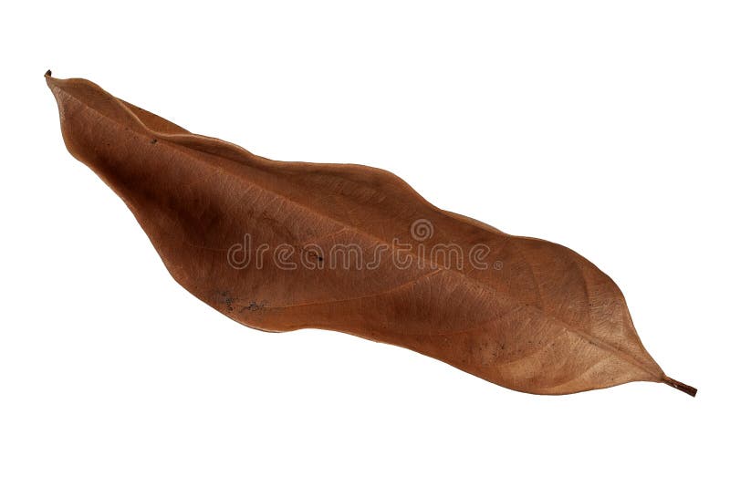 Hoja Seca Aislada En Blanco Imagen de archivo - Imagen de primer ...