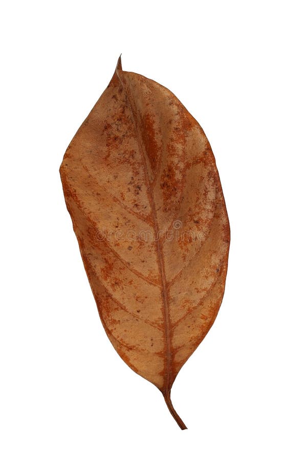 Hoja Seca Aislada En Blanco Imagen de archivo - Imagen de secado, fondo ...