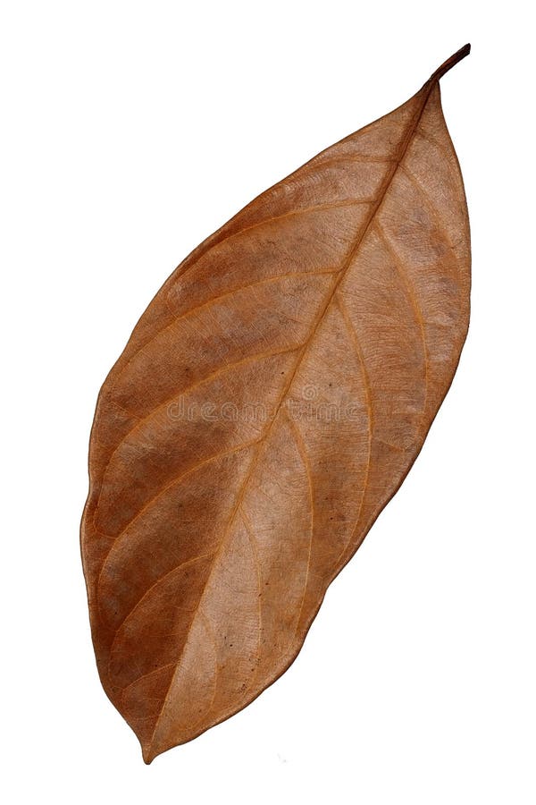 Hoja Seca Aislada En Blanco Imagen de archivo - Imagen de secado, flora ...
