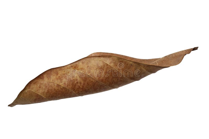 Hoja Seca Aislada En Blanco Imagen de archivo - Imagen de detalle ...