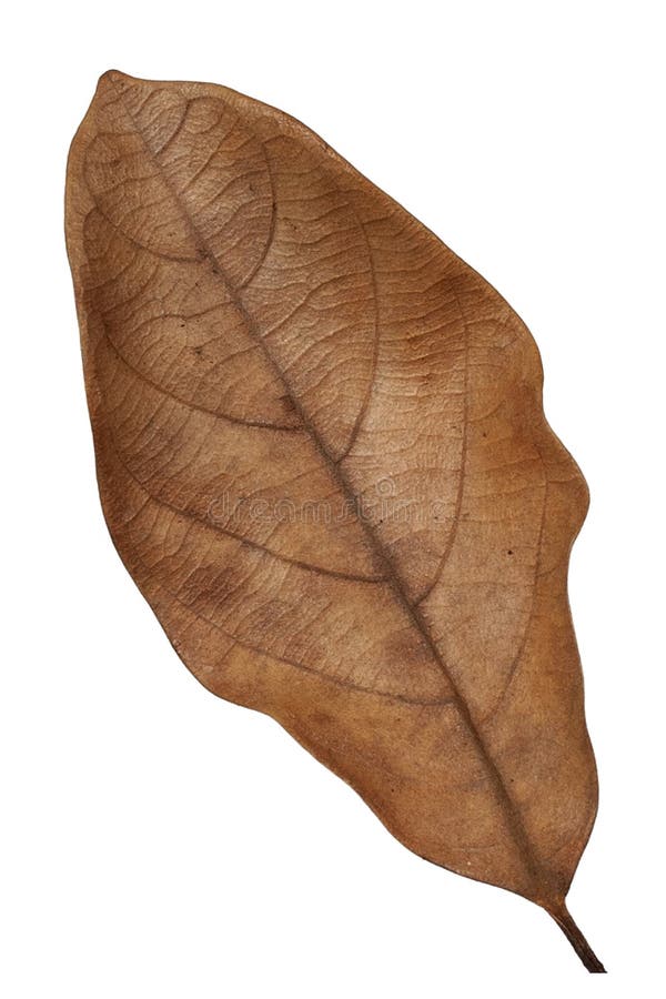 Hoja Seca Aislada En Blanco Foto de archivo - Imagen de estacional ...