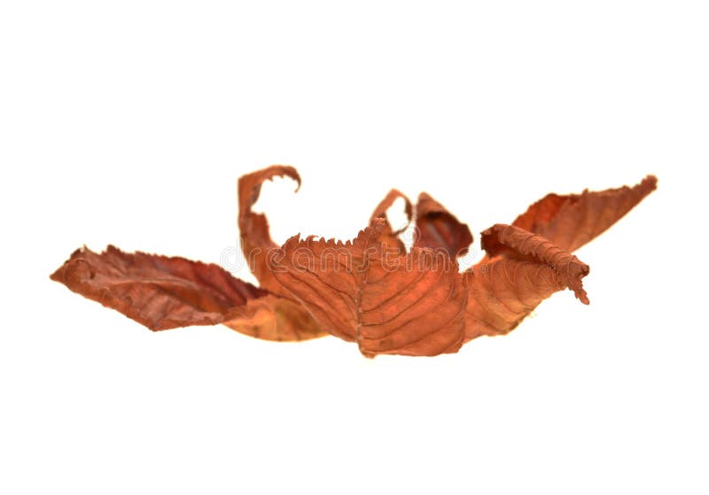 Hoja Seca Aislada En Fondo Blanco Foto de archivo - Imagen de seco ...