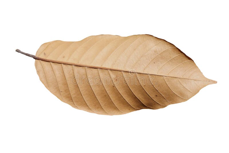 Hoja Seca Aislada En Fondo Blanco Imagen de archivo - Imagen de planta ...