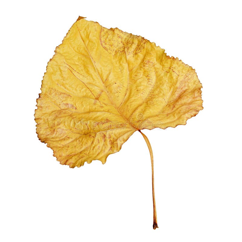 Hoja Seca Amarilla Aislada En El Fondo Blanco Foto de archivo - Imagen ...