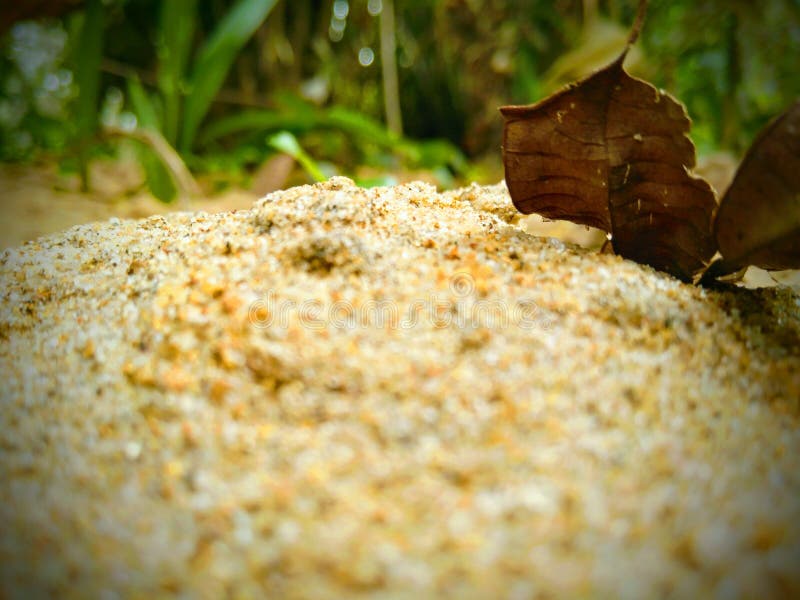 Hoja seca sobre la arena foto de archivo. Imagen de secado - 173804092