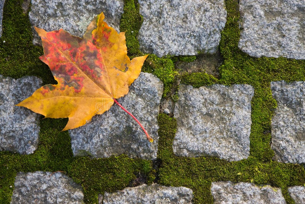 Hoja sola foto de archivo. Imagen de hoja, fondo, cubo - 3328464