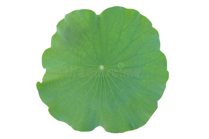 111,747 Círculo De Hojas Verdes Fotos de stock - Fotos libres de ...