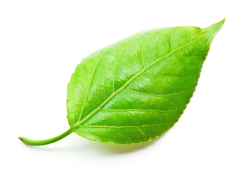 Hoja verde imagen de archivo. Imagen de flora, cubo, verde - 26694069