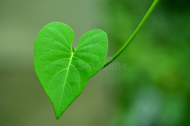 Hoja acorazonada imagen de archivo. Imagen de bosques - 62425817