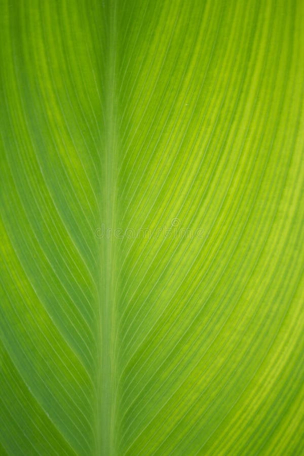 Hoja verde foto de archivo. Imagen de planta, nuevo, bosque - 32461788
