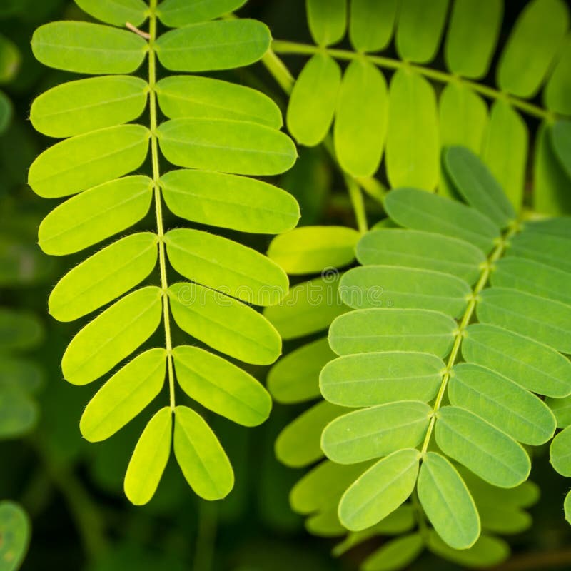 Hoja verde foto de archivo. Imagen de crezca, vena, flora - 40066188