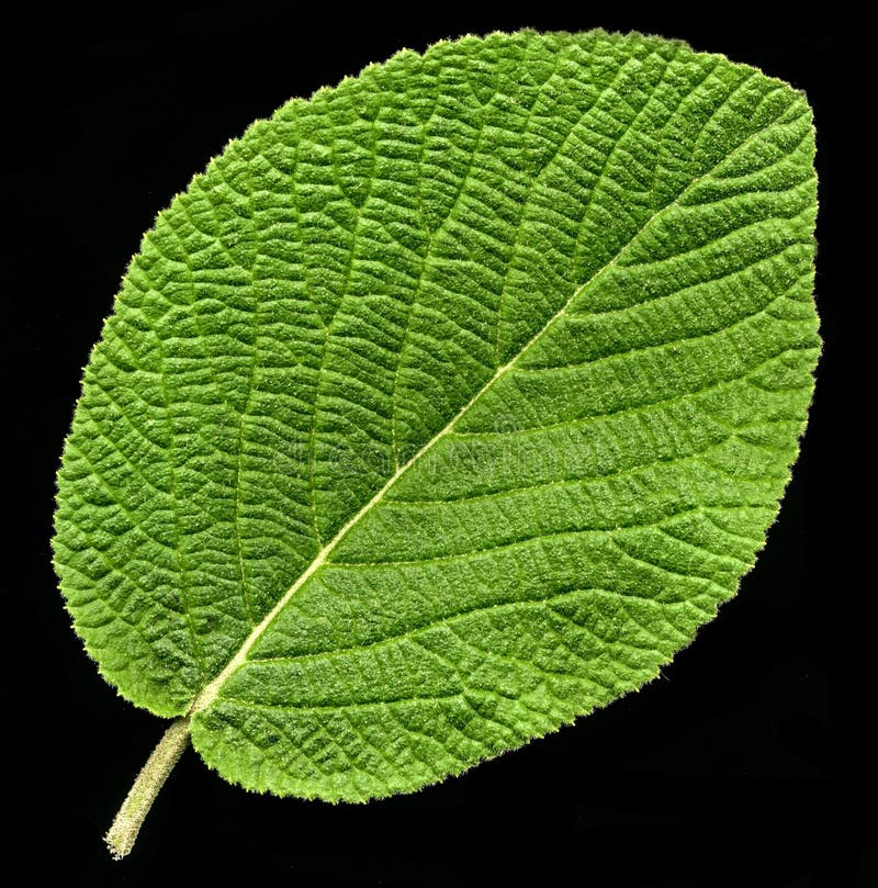 Hoja acorazonada foto de archivo. Imagen de hoja, botánico - 38693812