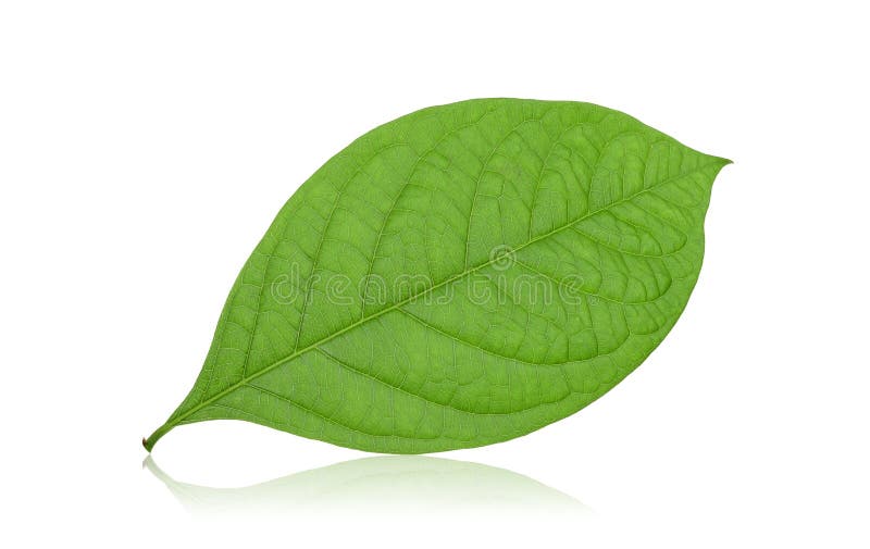 Hoja Verde Aislada En Blanco Foto de archivo - Imagen de textura ...
