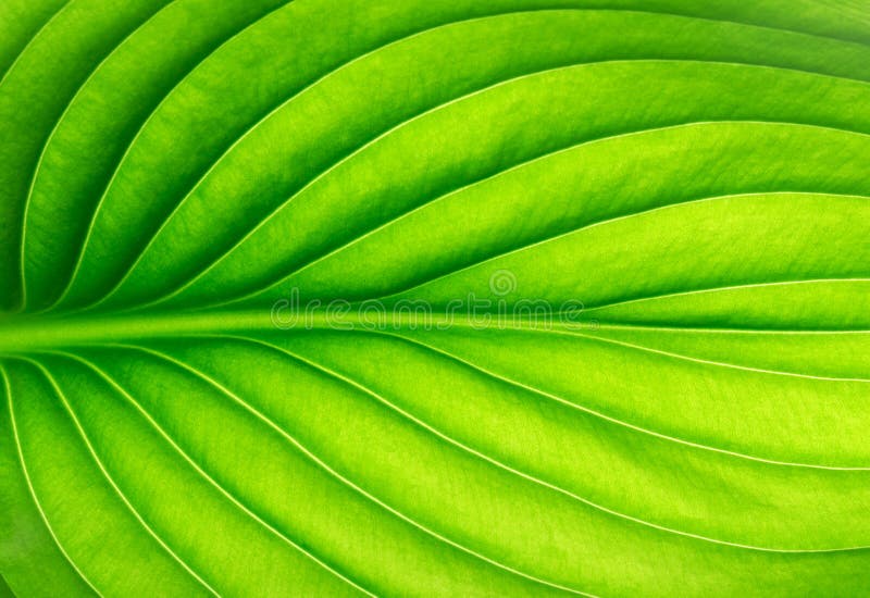 Hoja verde como fondo foto de archivo. Imagen de planta - 260611188