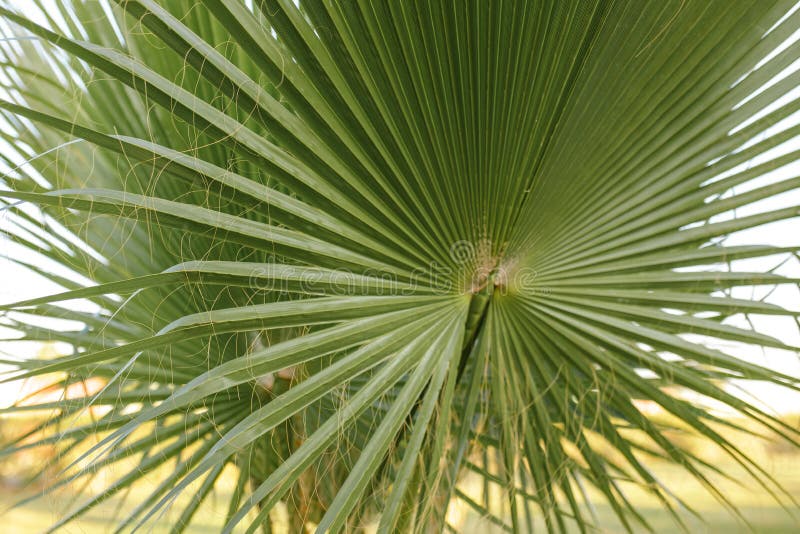 Hoja Verde De Fondo De Palmera Foto de archivo - Imagen de cubo, parte ...