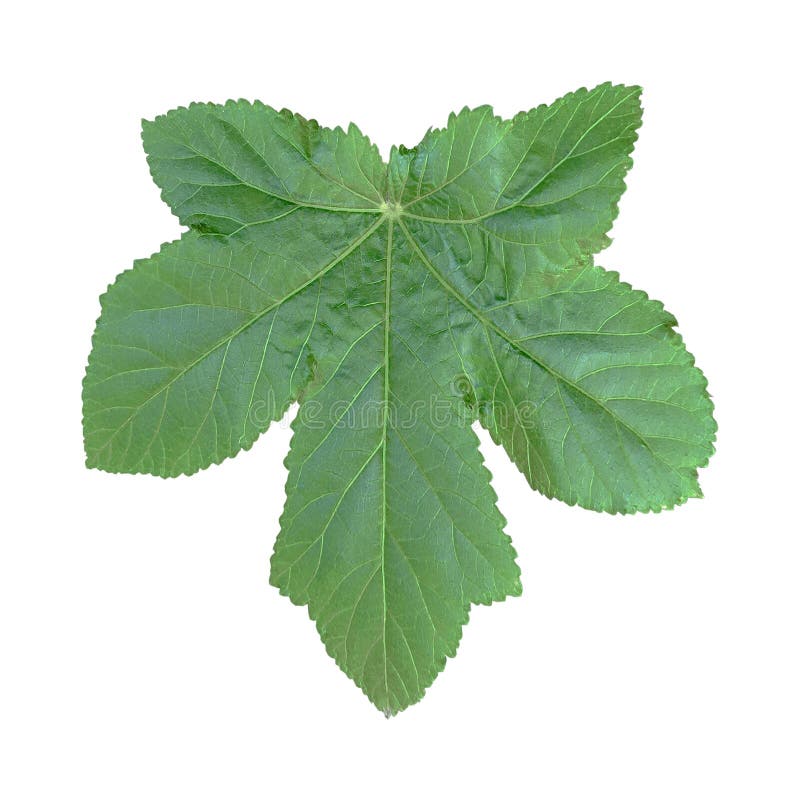 Hoja Verde De Okra Sobre Fondo Blanco Imagen de archivo - Imagen de ...