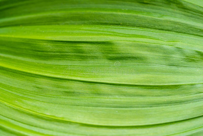 Hoja Verde De Veratrum Nigrum Imagen de archivo - Imagen de resorte ...