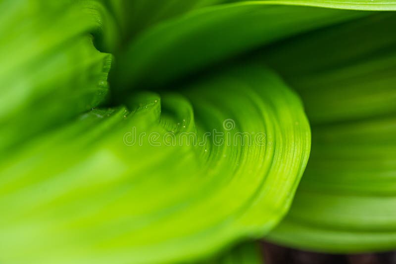 Hoja Verde De Veratrum Nigrum Foto de archivo - Imagen de flores ...