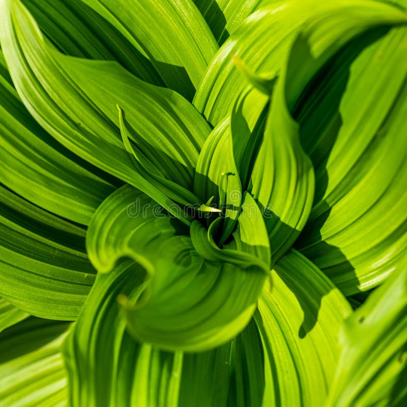 Hoja Verde De Veratrum Nigrum Foto de archivo - Imagen de primavera ...