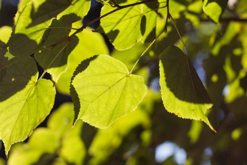 Hoja Verde Del Tilo Hecha Excursionismo Por El Sol Imagen de archivo ...