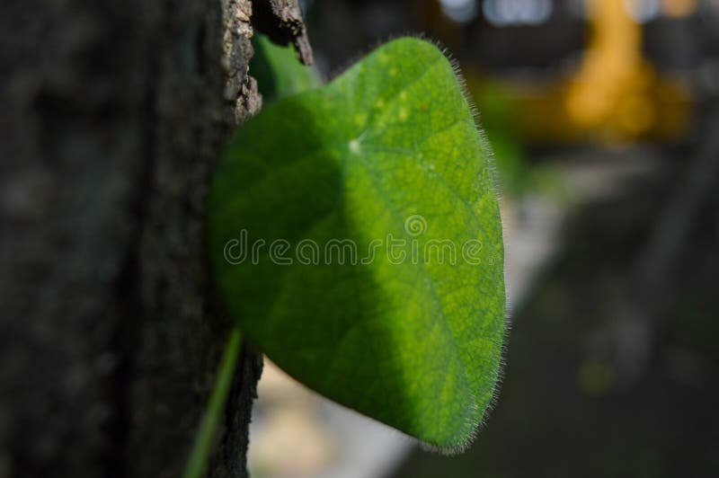 1,004 Hoja Peluda Fotos de stock - Fotos libres de regalías de Dreamstime