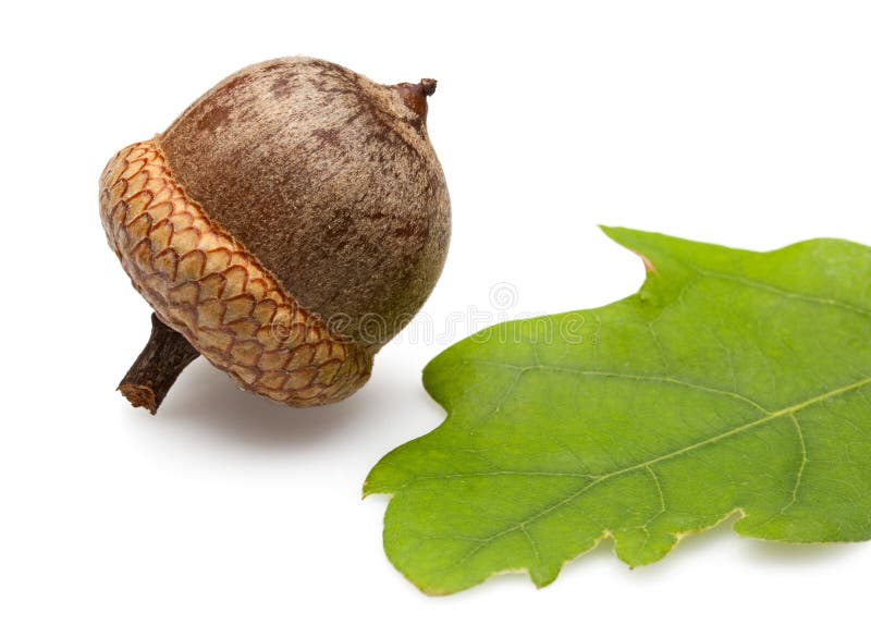 Hoja Y Bellota Del Roble En Piso Del Bosque Foto de archivo - Imagen de ...