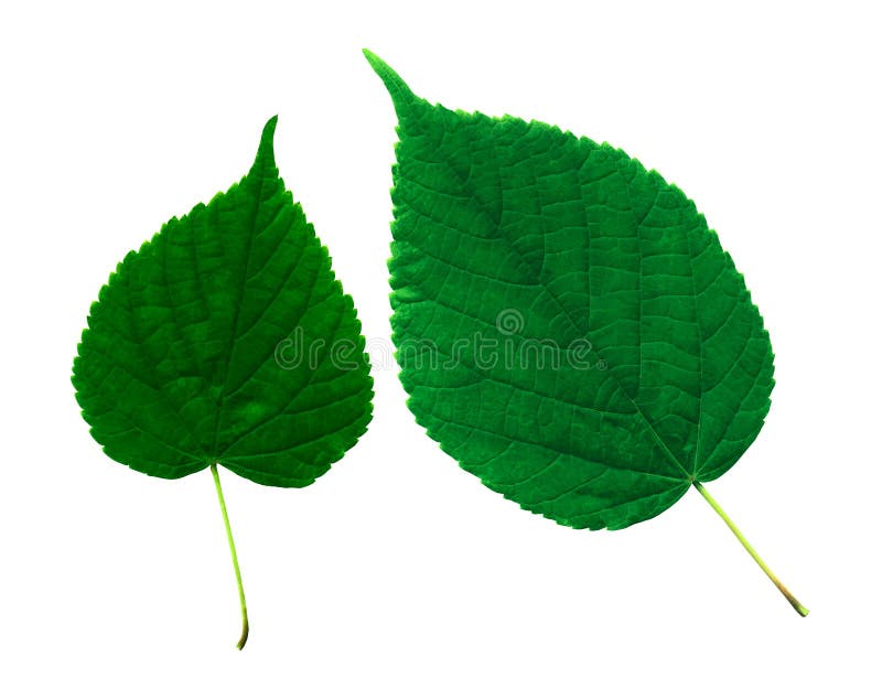 Hojas acorazonadas foto de archivo. Imagen de textura - 89170616