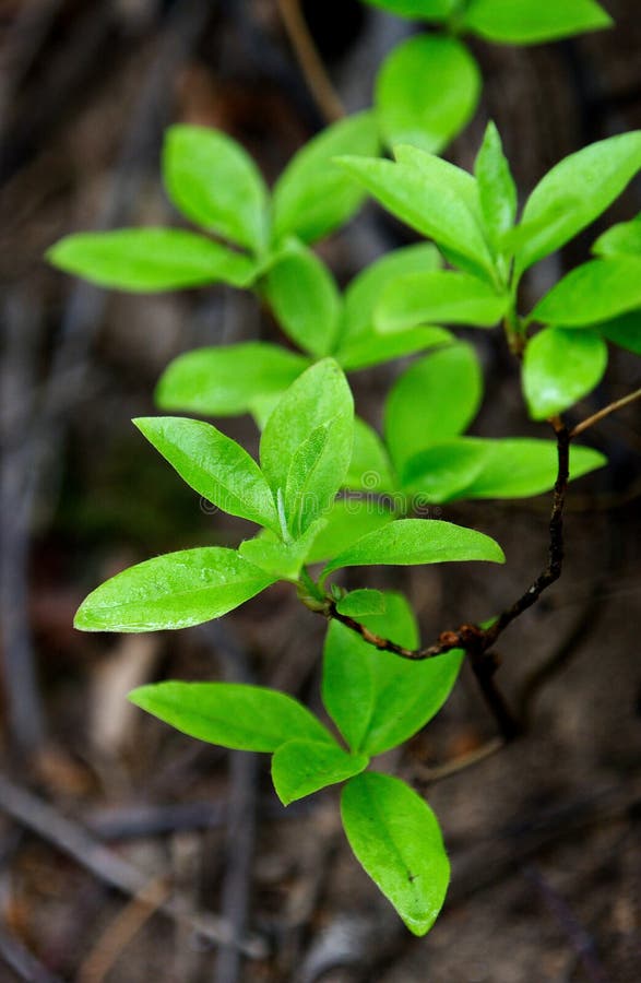 Hojas foto de archivo. Imagen de hojas, plantas, planta - 5121016