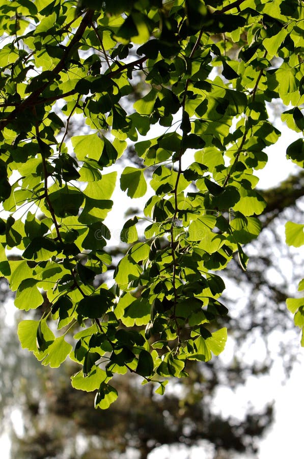 Alnus Nitida Oeste Del Himalayo Alder Caducifolia Foto de archivo ...
