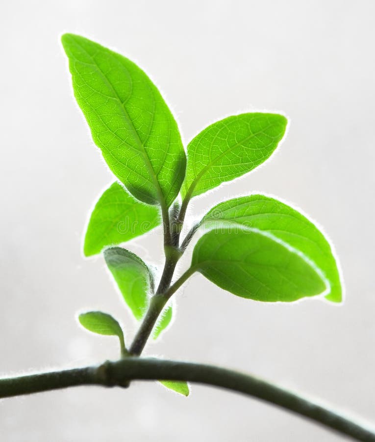 Hojas. imagen de archivo. Imagen de detalle, esqueleto - 535247