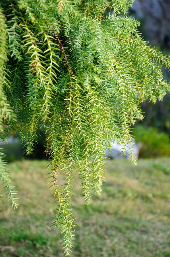 Hojas aciculares del pino foto de archivo. Imagen de macro - 18856320