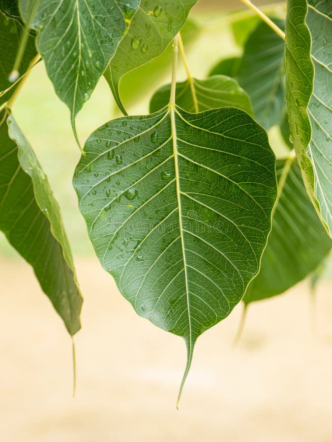 Hojas acorazonadas foto de archivo. Imagen de textura - 89170616