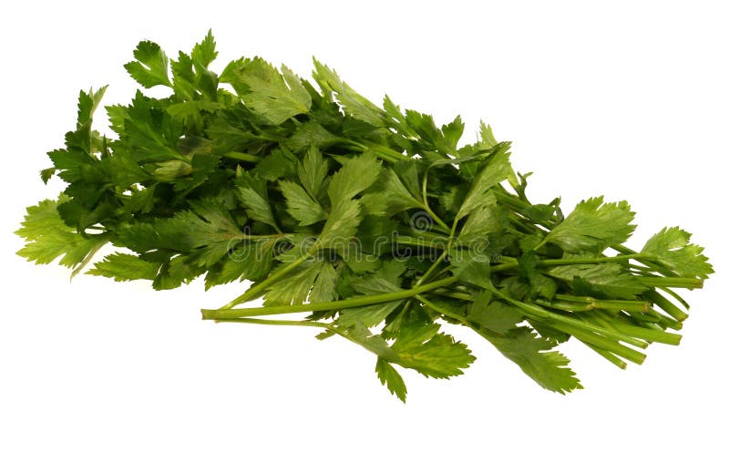 Hojas aisladas del apio imagen de archivo. Imagen de apio - 49362277