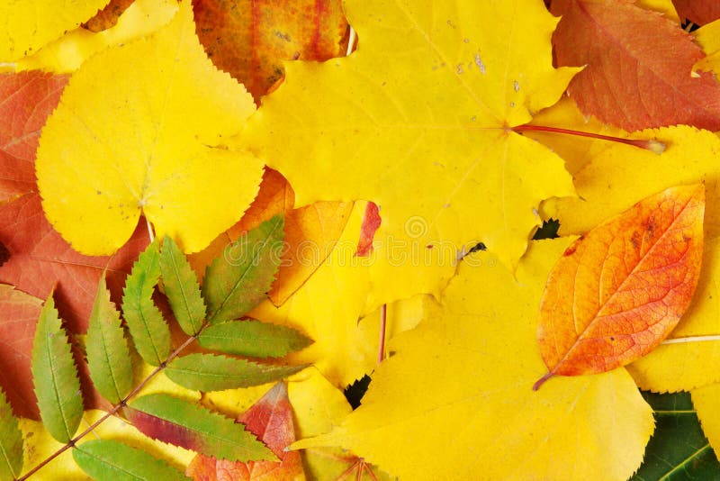 Hojas amarillas y del rojo imagen de archivo. Imagen de color - 20999623