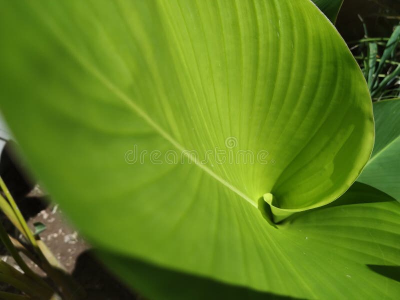 Hojas anchas imagen de archivo. Imagen de claro, vida - 319712449