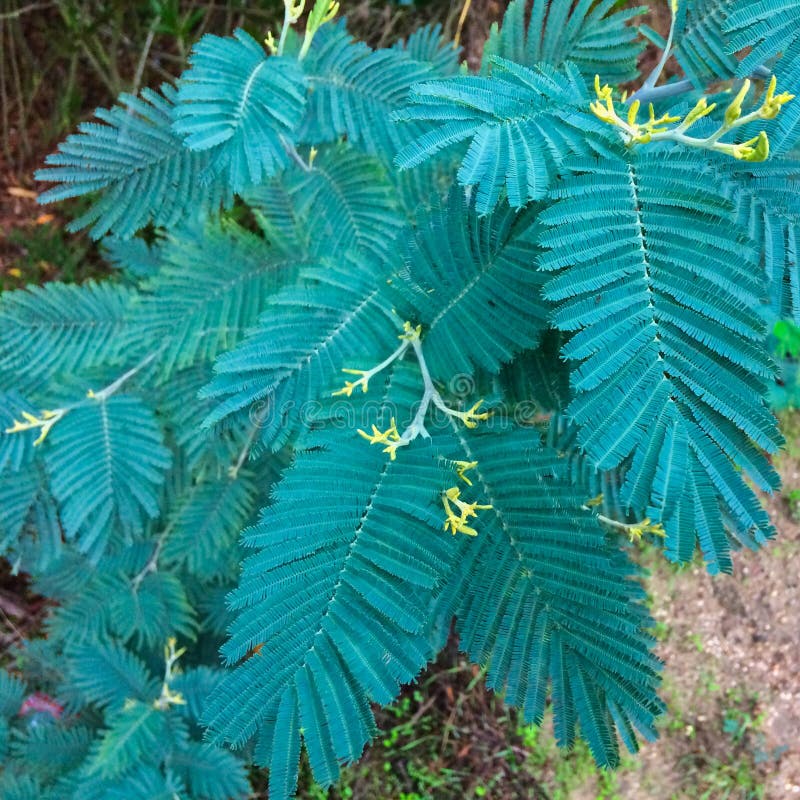 imágenes comunes del Hojas Azules - los derechos de la transferencia ...