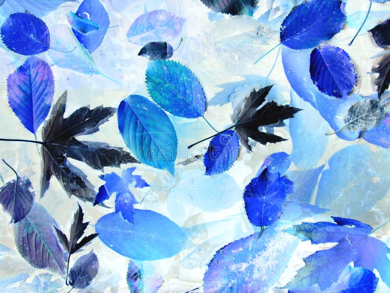 Hojas azules foto de archivo. Imagen de cambiado, arce - 46725756