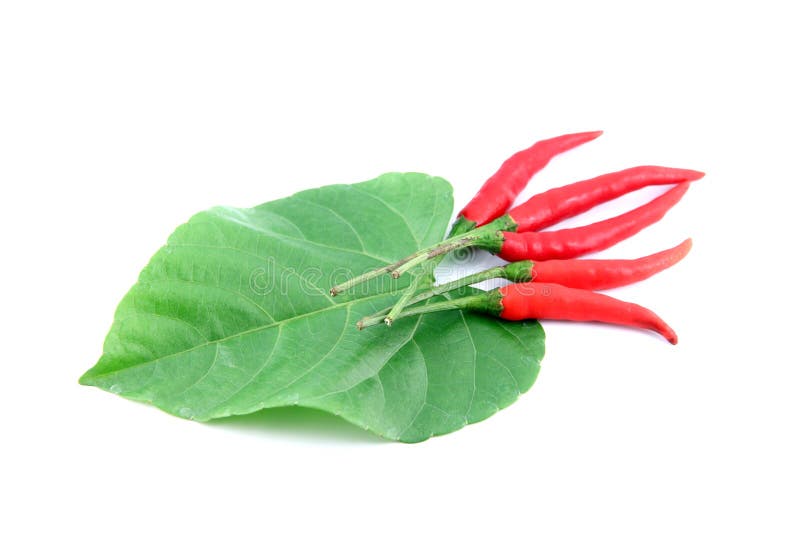 Hojas Colocadas Y Verdes De Los Chiles. Foto de archivo - Imagen de ...