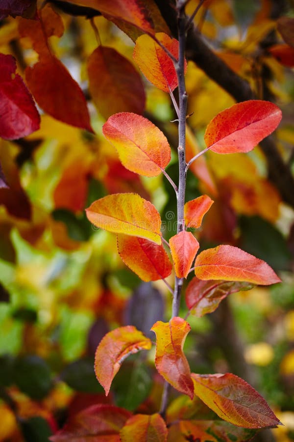 Hojas Coloridas Del Manzano Imagen de archivo - Imagen de follaje ...