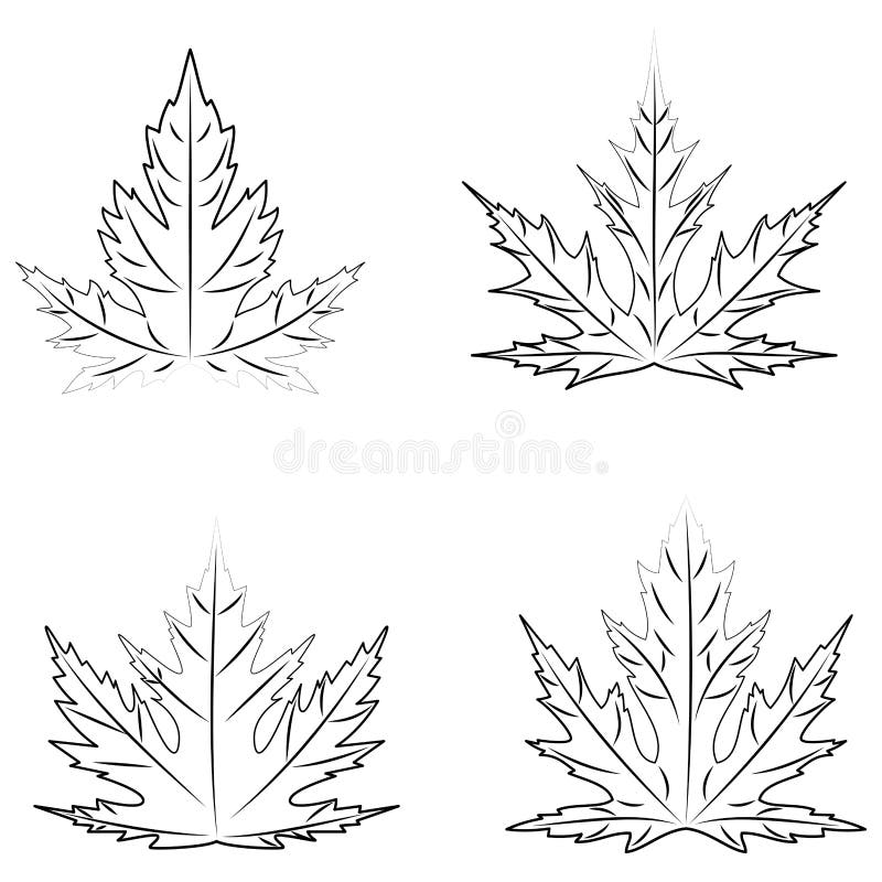 Hojas De Arce Plateado En El Fondo Blanco Ilustración del Vector ...