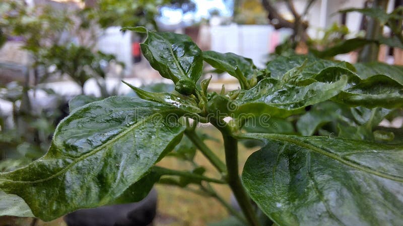 Hojas de chile verdes foto de archivo. Imagen de verde - 282283164
