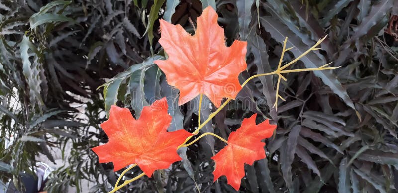 Hojas De Color Naranja Hermosas Flores Imagen de archivo - Imagen de ...