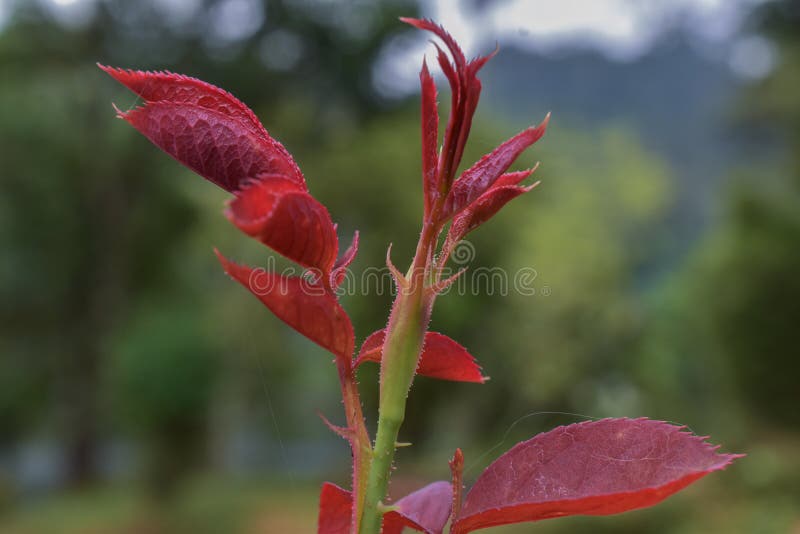 Hojas De Color Rojo De Planta Rosa Imagen de archivo - Imagen de rosa ...