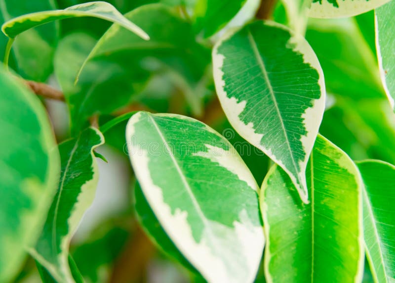 Hojas de ficus benjamina foto de archivo. Imagen de gota - 249077006
