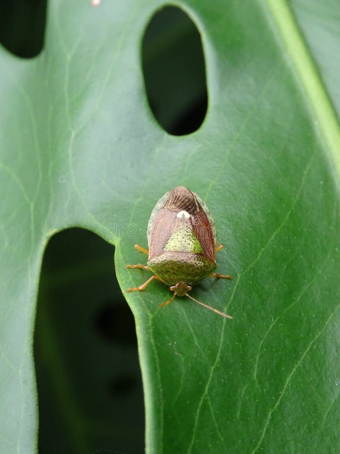 Hojas de insectos de cuba imagen de archivo. Imagen de mejor - 175623311