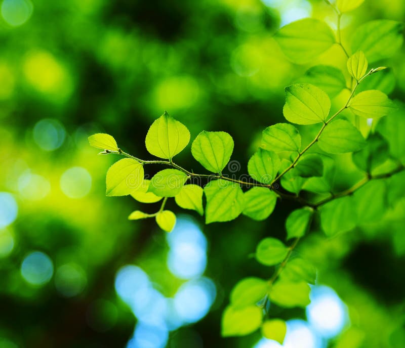 Hojas de azufaifo foto de archivo. Imagen de bosque, azufaifa - 26533626