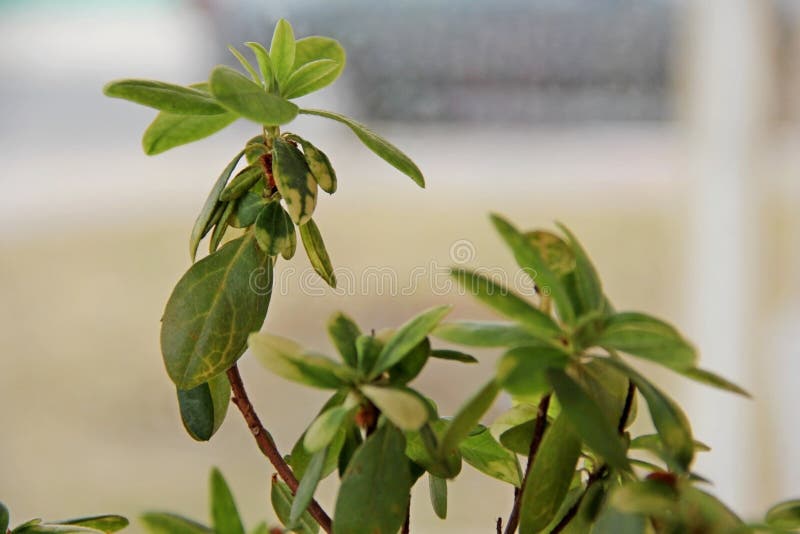 Hojas De La Flor De La Azalea Imagen de archivo - Imagen de planta ...