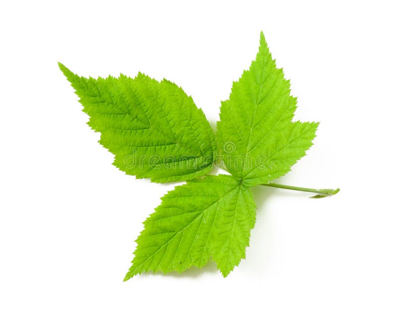 Hojas de la frambuesa imagen de archivo. Imagen de estructura - 32315341