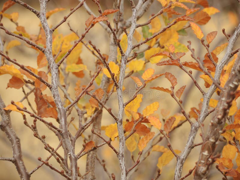 Bosque Del árbol De Haya De Lenga, Nothofagus Pumilio, Reserva Nacional ...